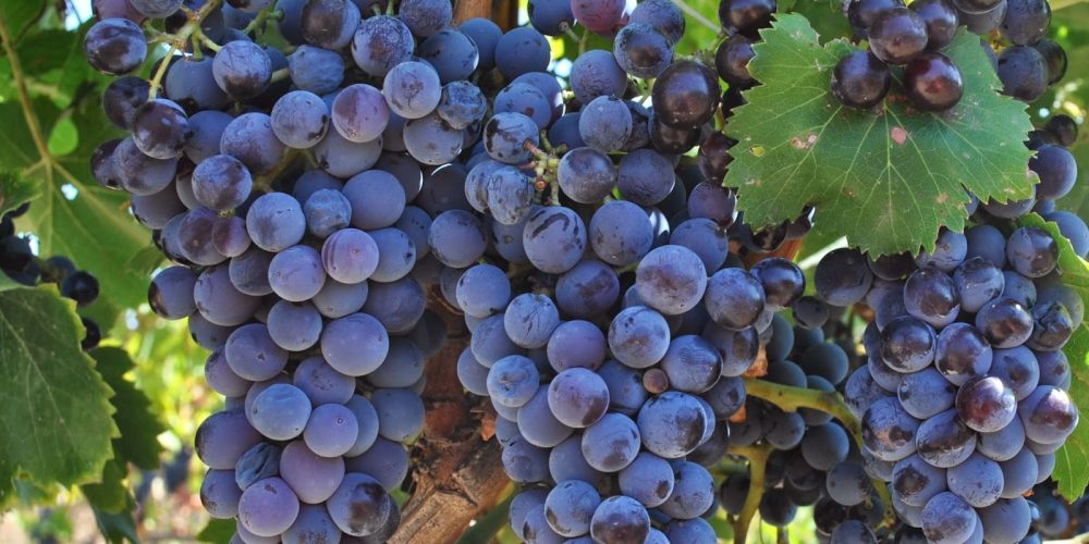 St. Catherine Of Siena Parish